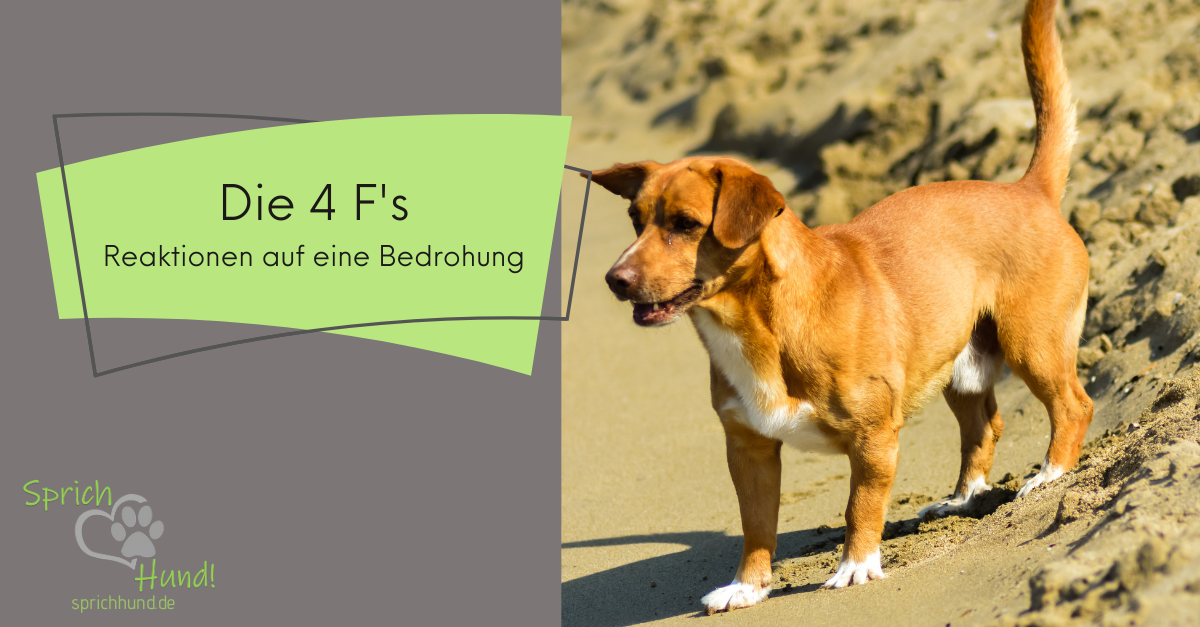 4Fs - Sprich Hund!