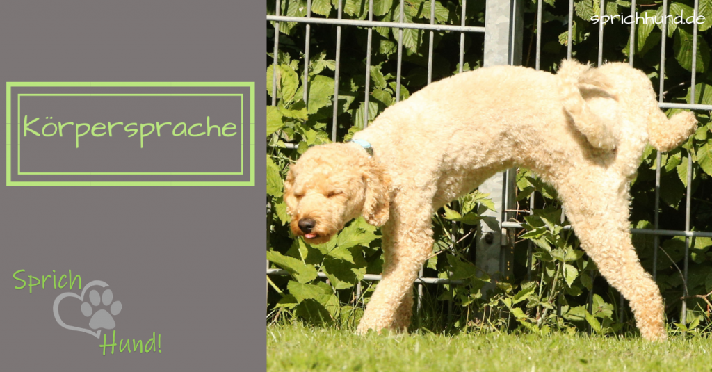 - Sprich Hund!