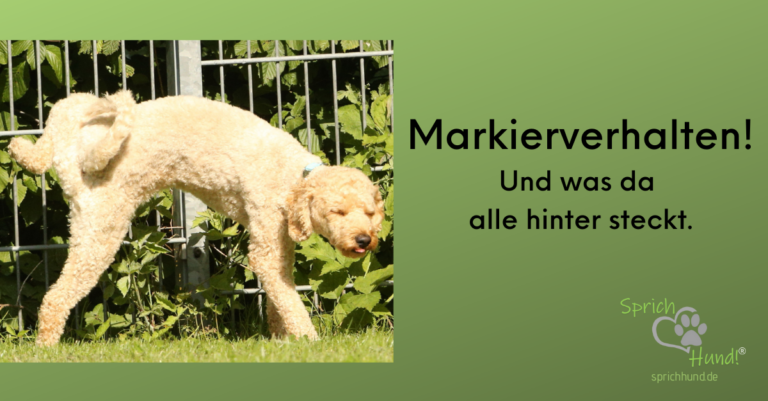 Markierverhalten – und was da alle hinter steckt. - Sprich Hund!