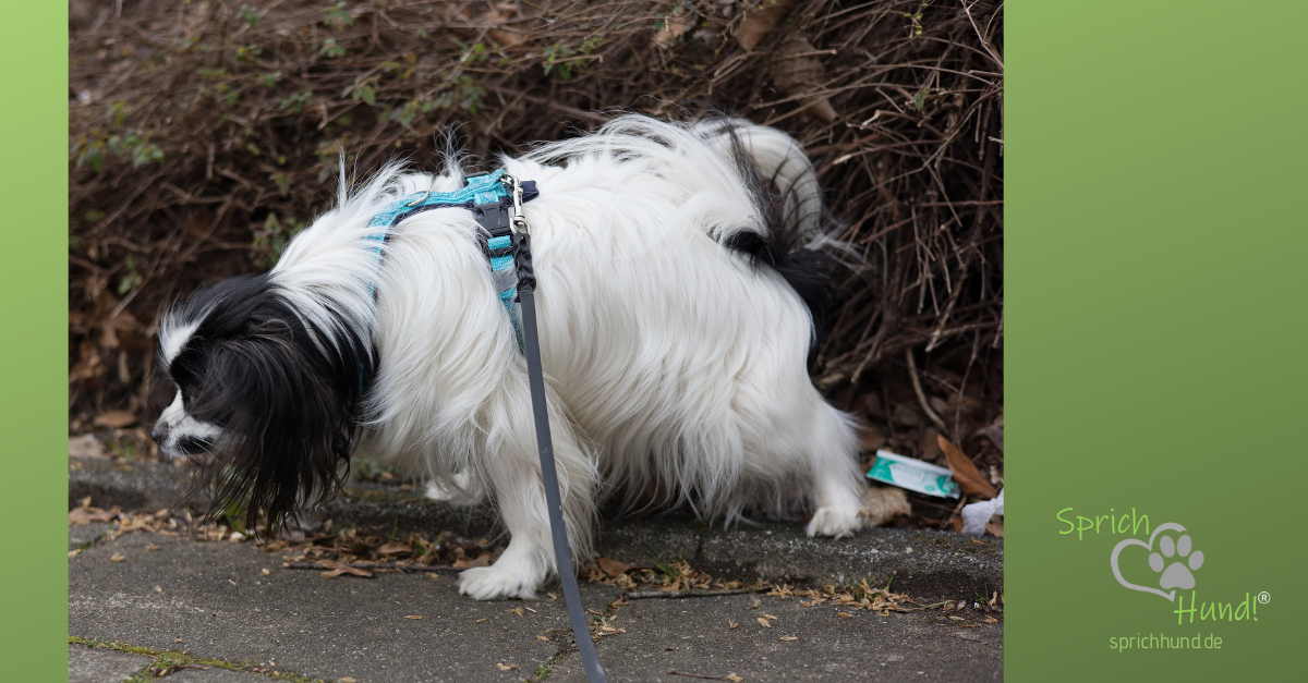 Markierverhalten – und was da alle hinter steckt. - Sprich Hund!