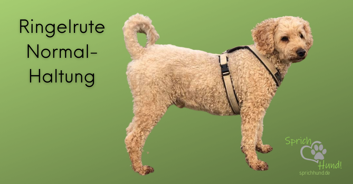 DIE RUTE - Sprich Hund!