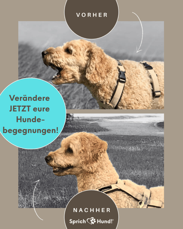 DIE RUTE - Sprich Hund!